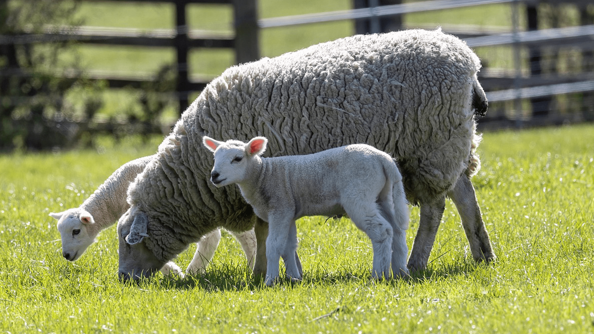Dr. Schaette | Rund um die Geburt bei Schaf und Ziege