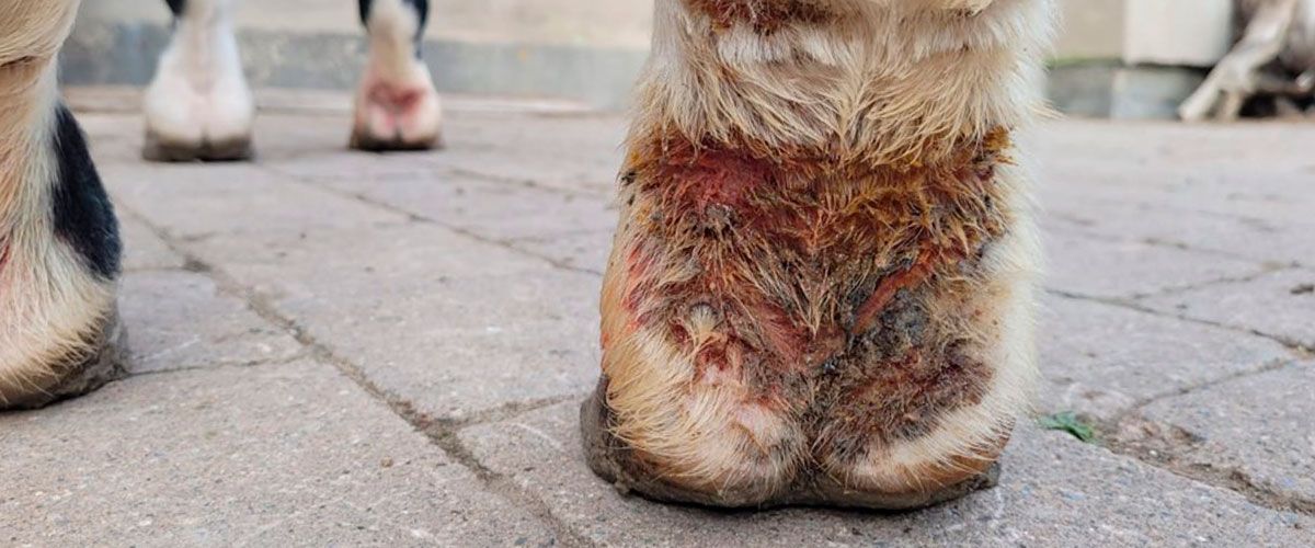 Dr. Schaette Pferd | „Mit MilbiZid® erfolgreich gegen Mauke!“