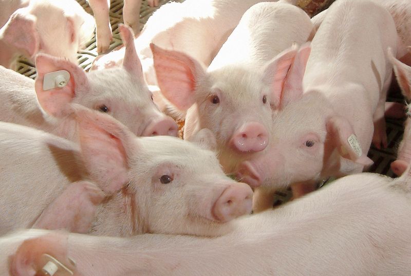 Dr. Schaette | Ferkel profitabel stärken